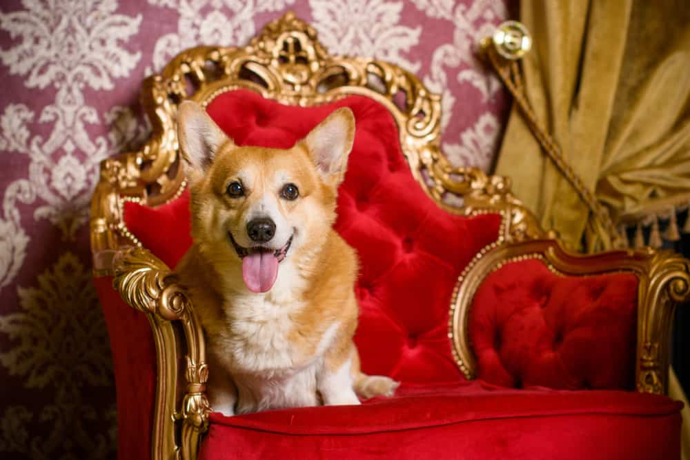 Welsh Corgi : 13 choses à savoir sur cette race de chien | Salut Bonjour