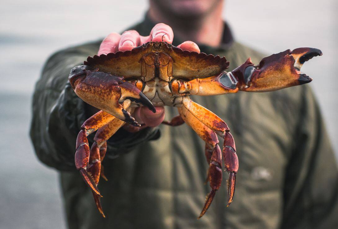 Mobilisation pour mettre le crabe commun au menu du Québec | TVA Nouvelles