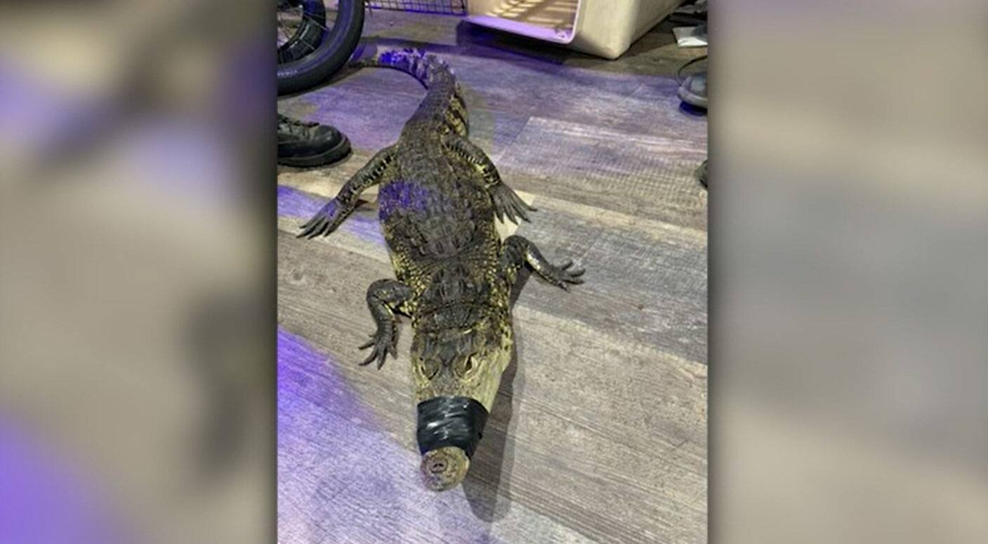 Ils trouvent de la drogue... et un crocodile! | TVA Nouvelles