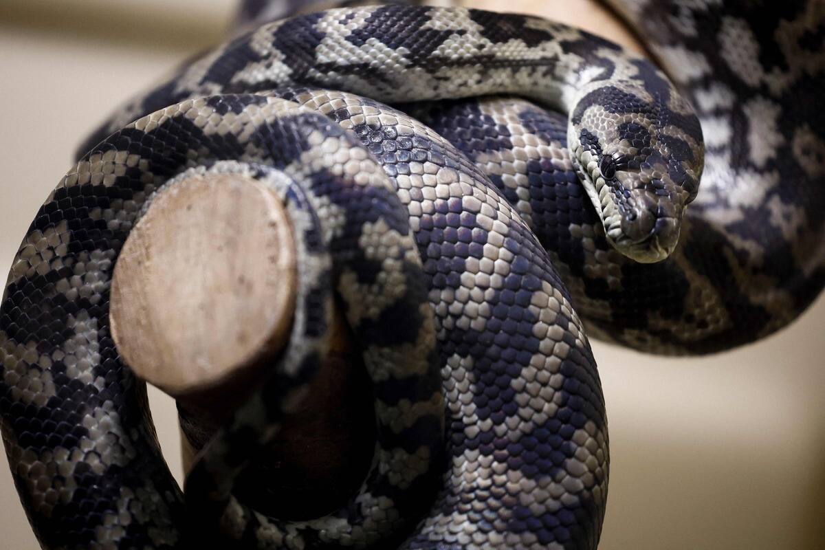 Une famille retrouve trois gros pythons dans son plafond | TVA Nouvelles