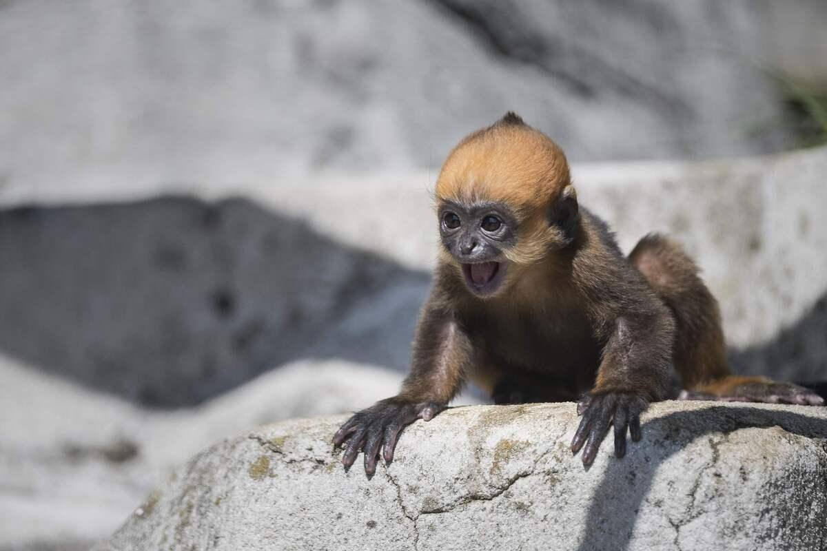 Naissance d'un singe en danger d'extinction dans un zoo | TVA Nouvelles