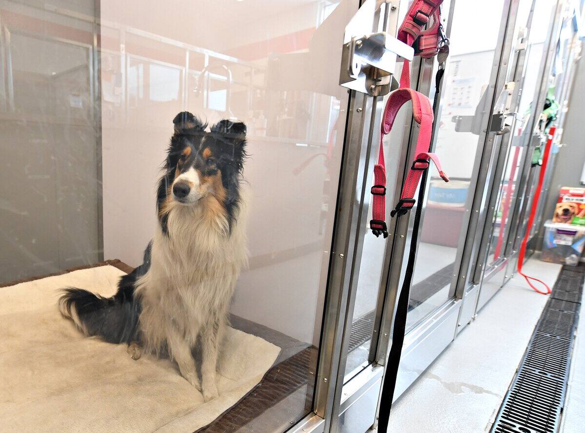 [EN IMAGES] Visitez le tout nouveau refuge pour les animaux de la SPA ...