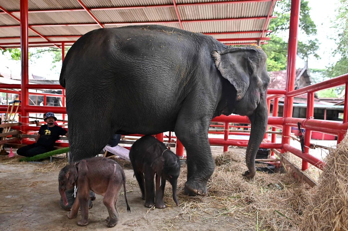 Thaïlande: rare naissance d'éléphants jumeaux | TVA Nouvelles