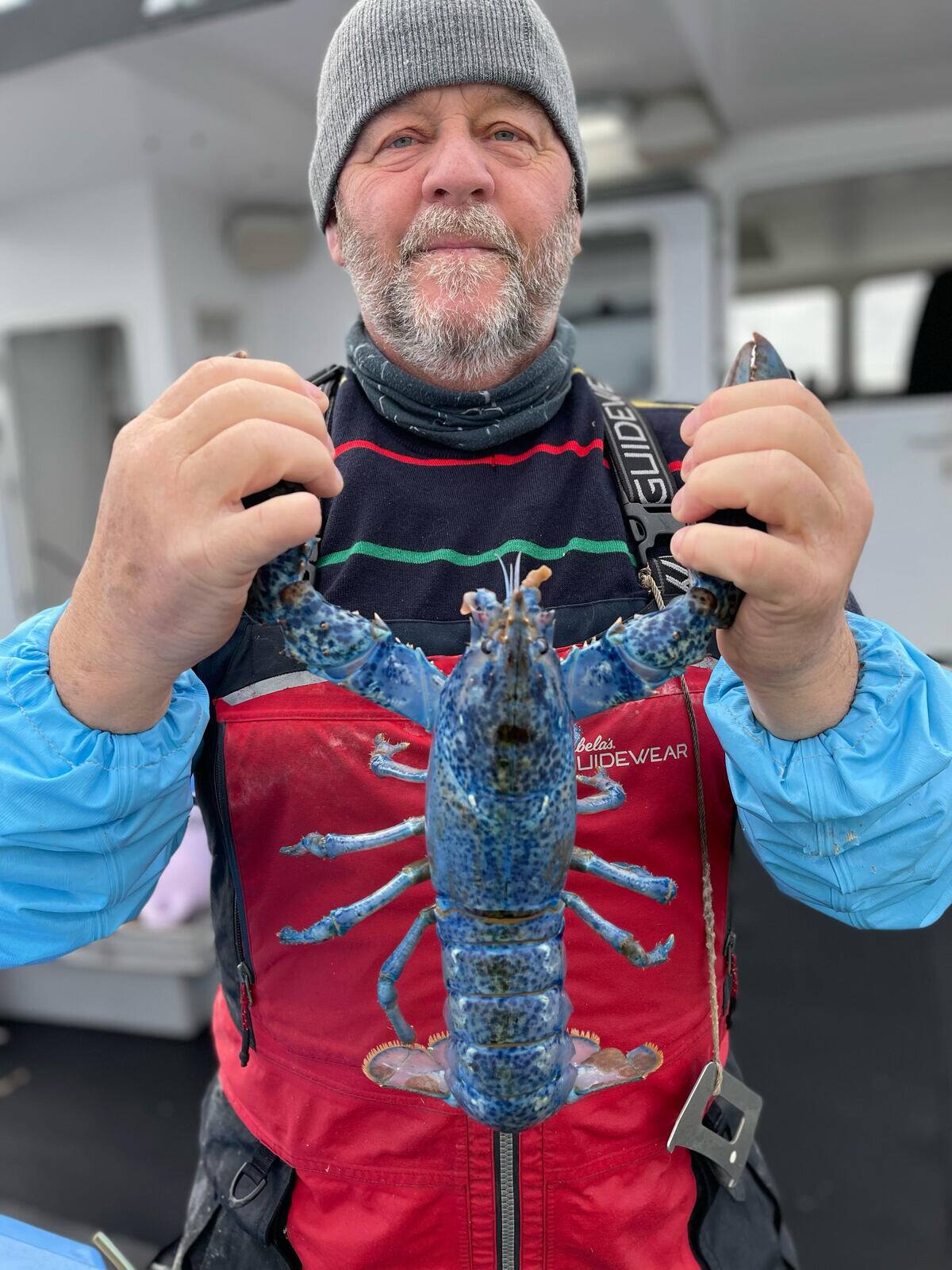 Deux homards bleus en quelques semaines seulement | JDQ