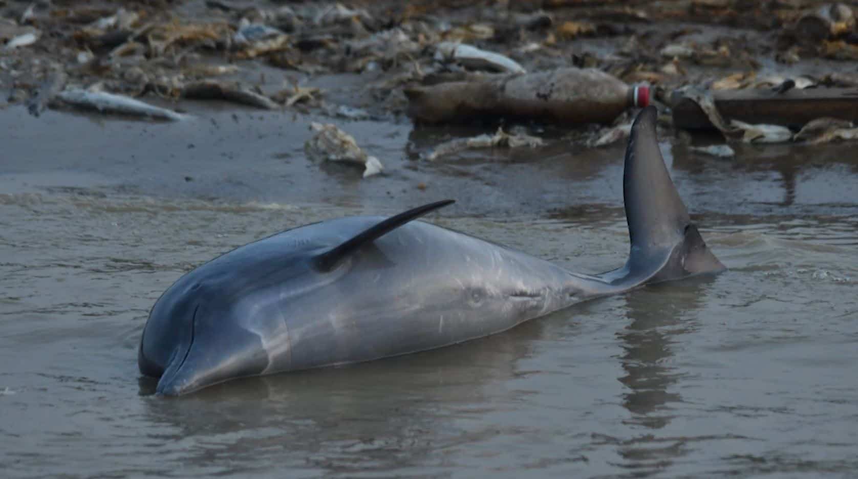 Plus de 100 dauphins retrouvés morts en Amazonie | TVA Nouvelles