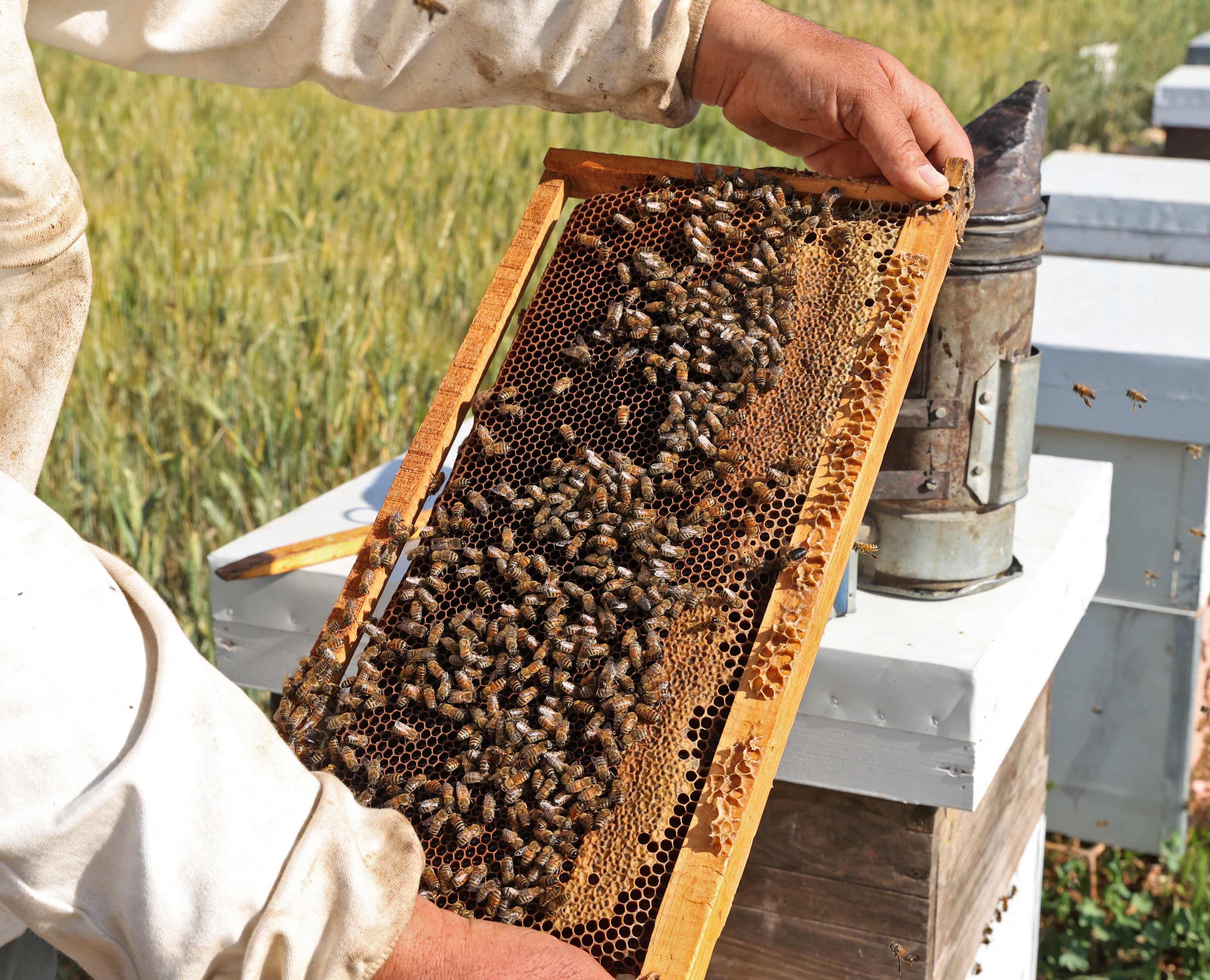 Abeilles: des apiculteurs vivent leur «pire année de récolte» | JDM