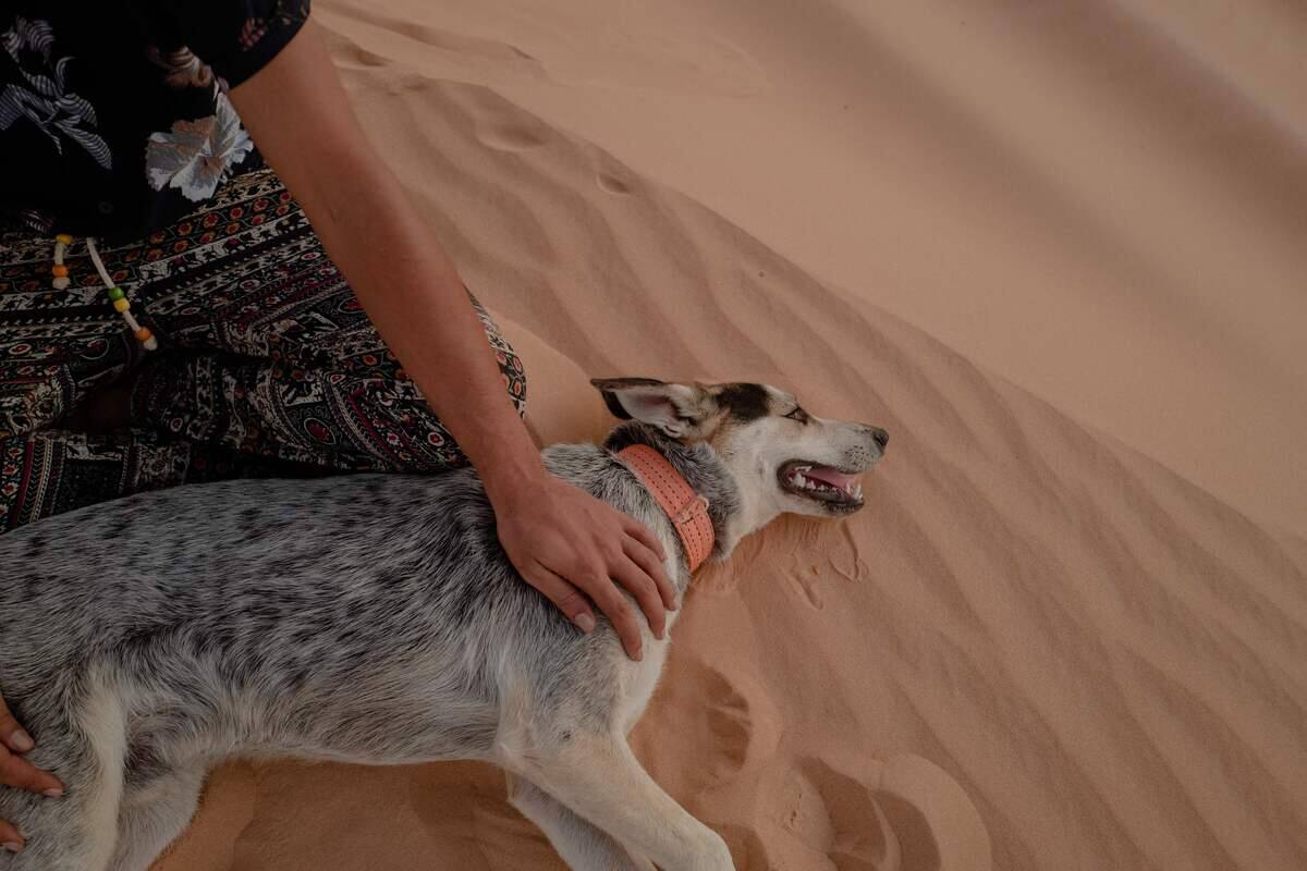 Pourquoi le husky est désormais à la mode dans le Sahara? | JDM