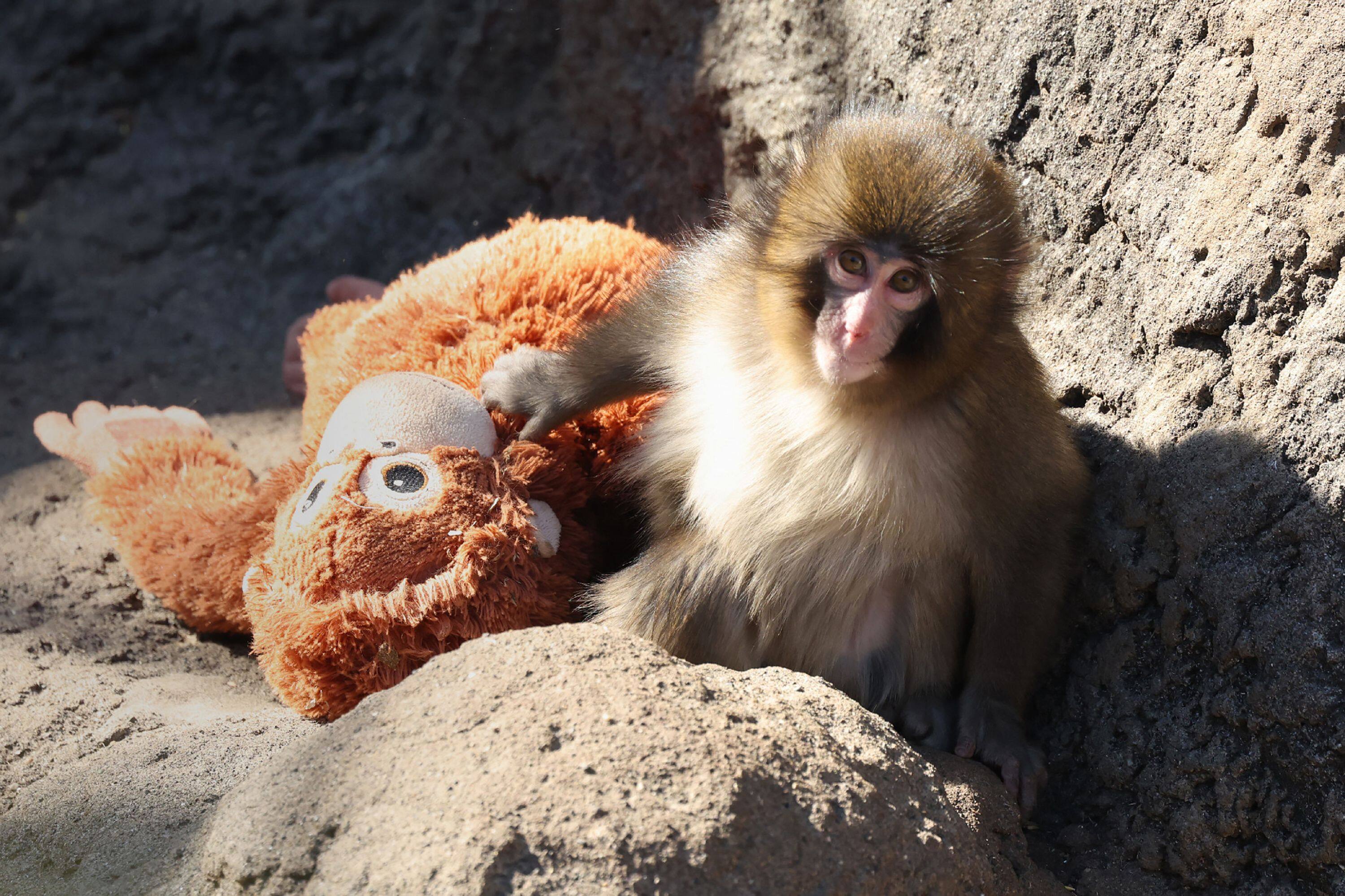 EN IMAGES | Un bébé singe abandonné fait craquer les internautes | JDQ