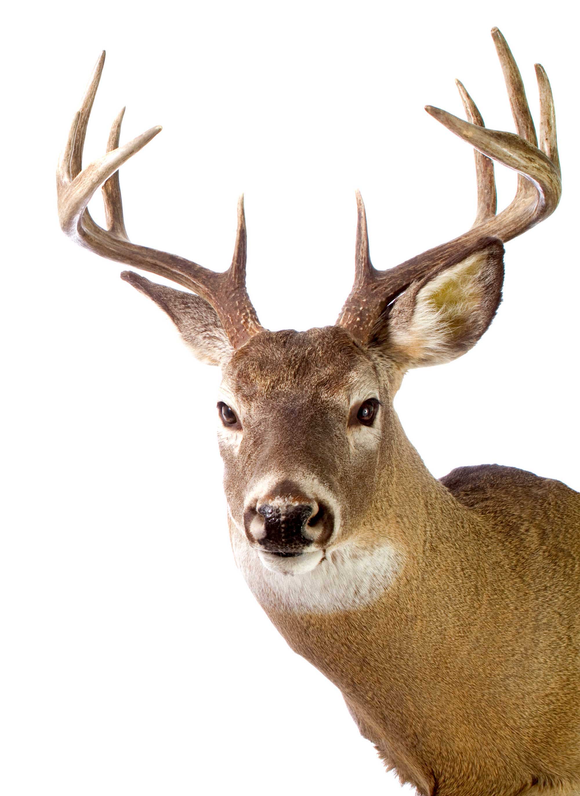 Chevreuil: trucs de dernière minute | Le Journal de Montréal