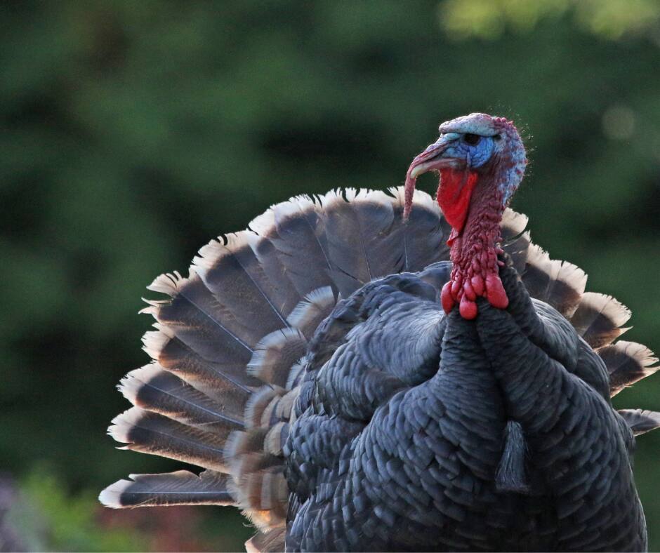 «Ce n'est plus drôle»: une cinquantaine de dindons sauvages ravagent ...