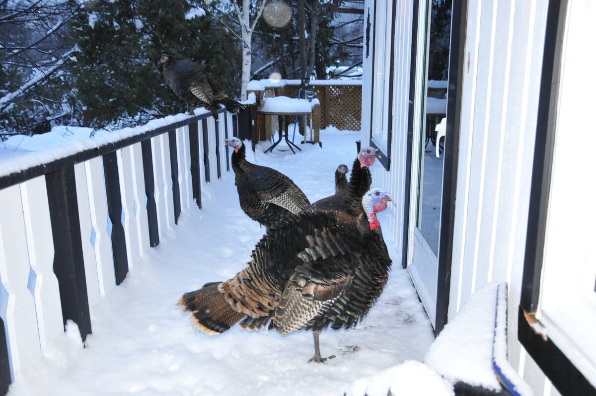 Voici tout ce qu’il faut savoir sur les dindes sauvages | 24 heures