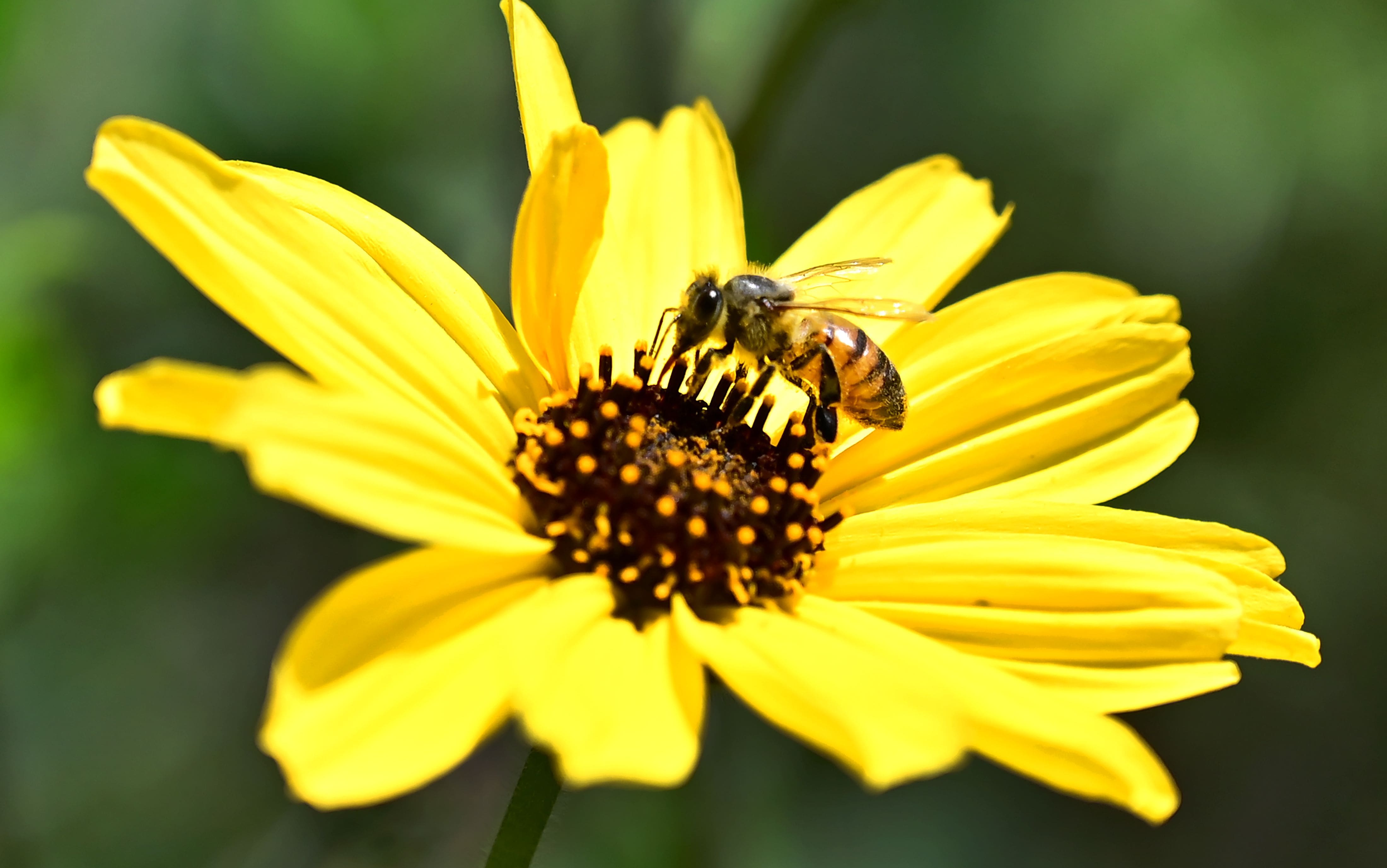 Voici 4 gestes faciles que vous pouvez poser pour aider les abeilles au ...