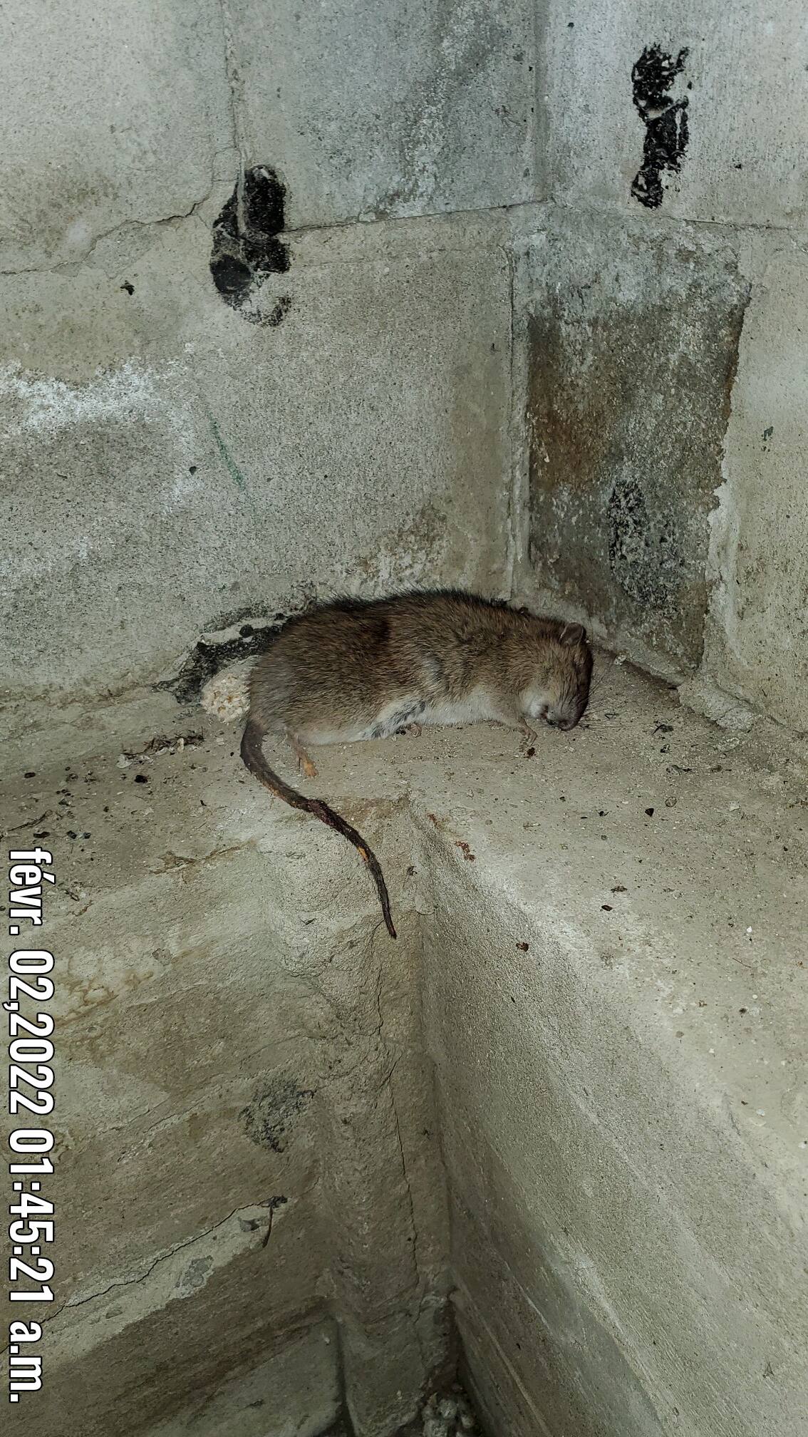 [EN IMAGES] Locataires excédés par l’odeur d’excréments, les rats et la ...