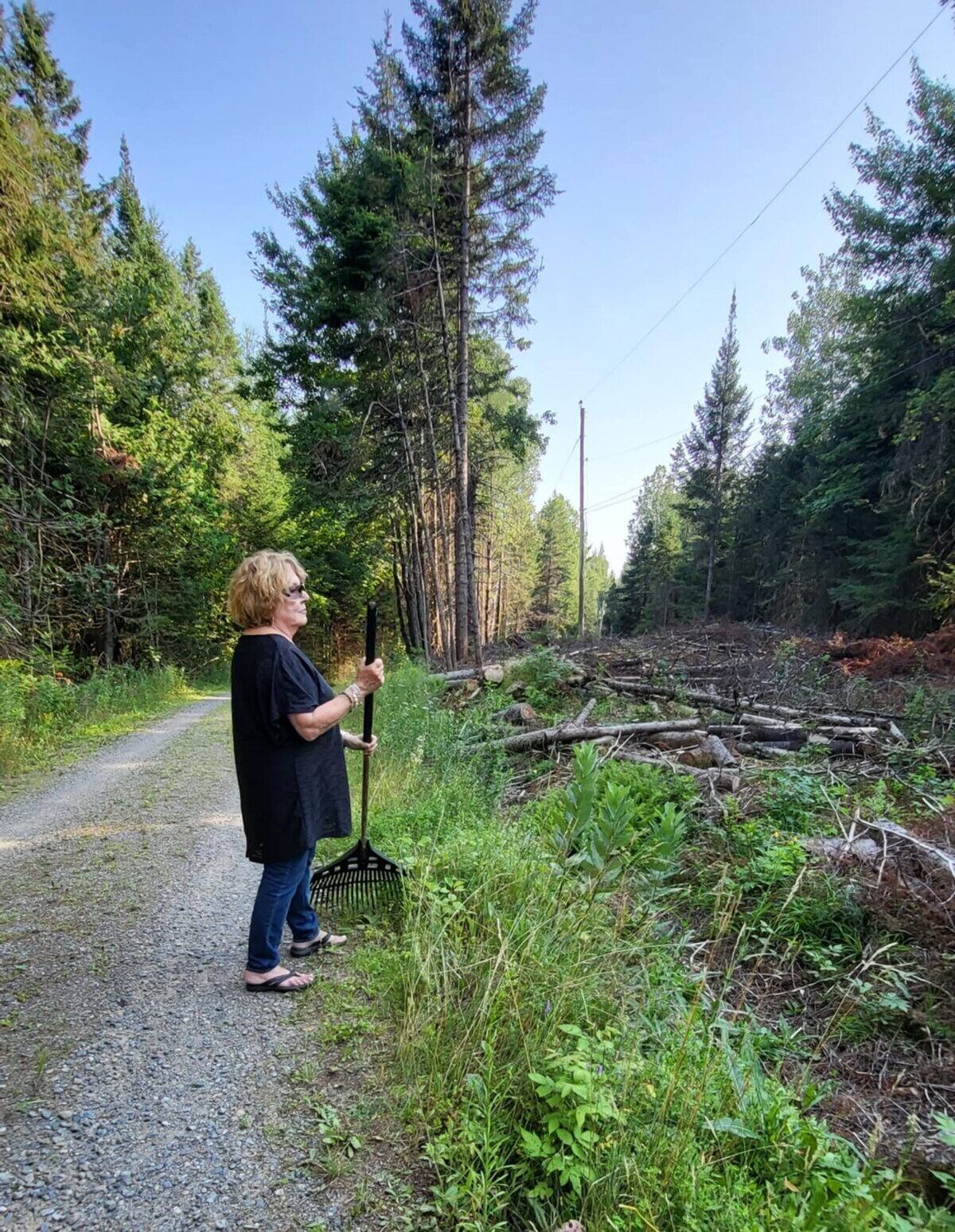 Arbres coupés par Hydro-Québec: elle devra payer près de 4000$ pour ...