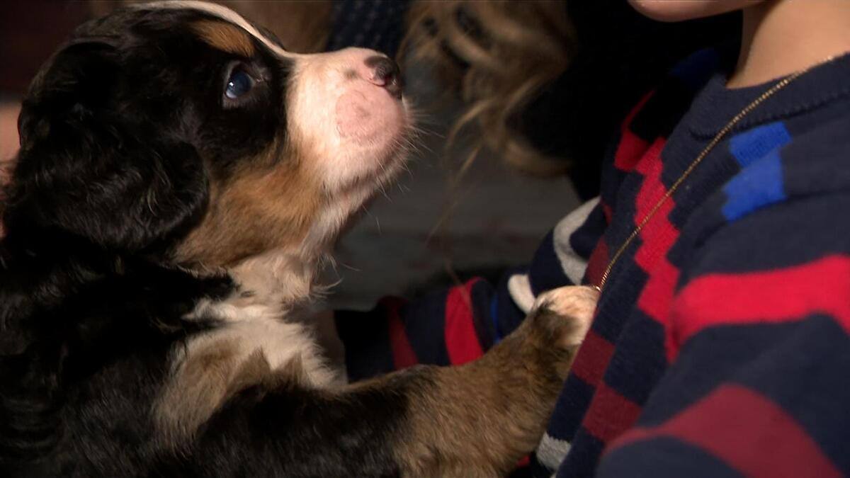 Un chien d’assistance pour un jeune enfant autiste | JDM