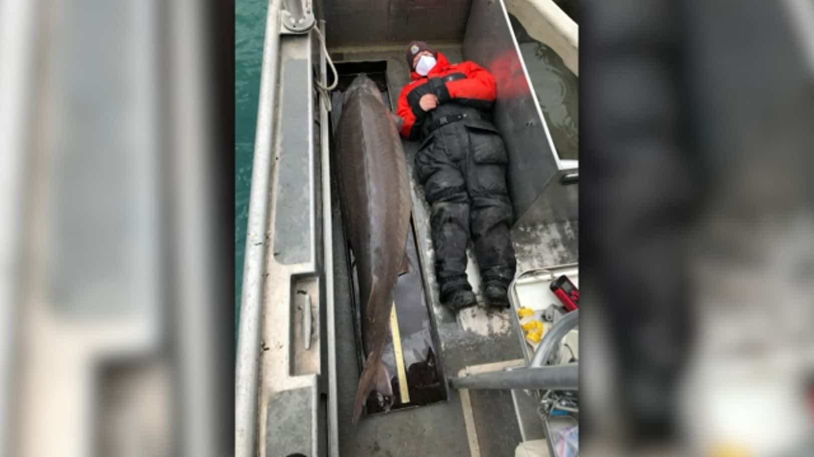 Un esturgeon géant de plus de 100 ans capturé dans une rivière | TVA ...