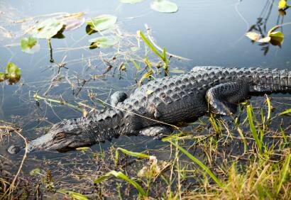 Les Everglades, une réserve naturelle unique au monde | Coup de pouce