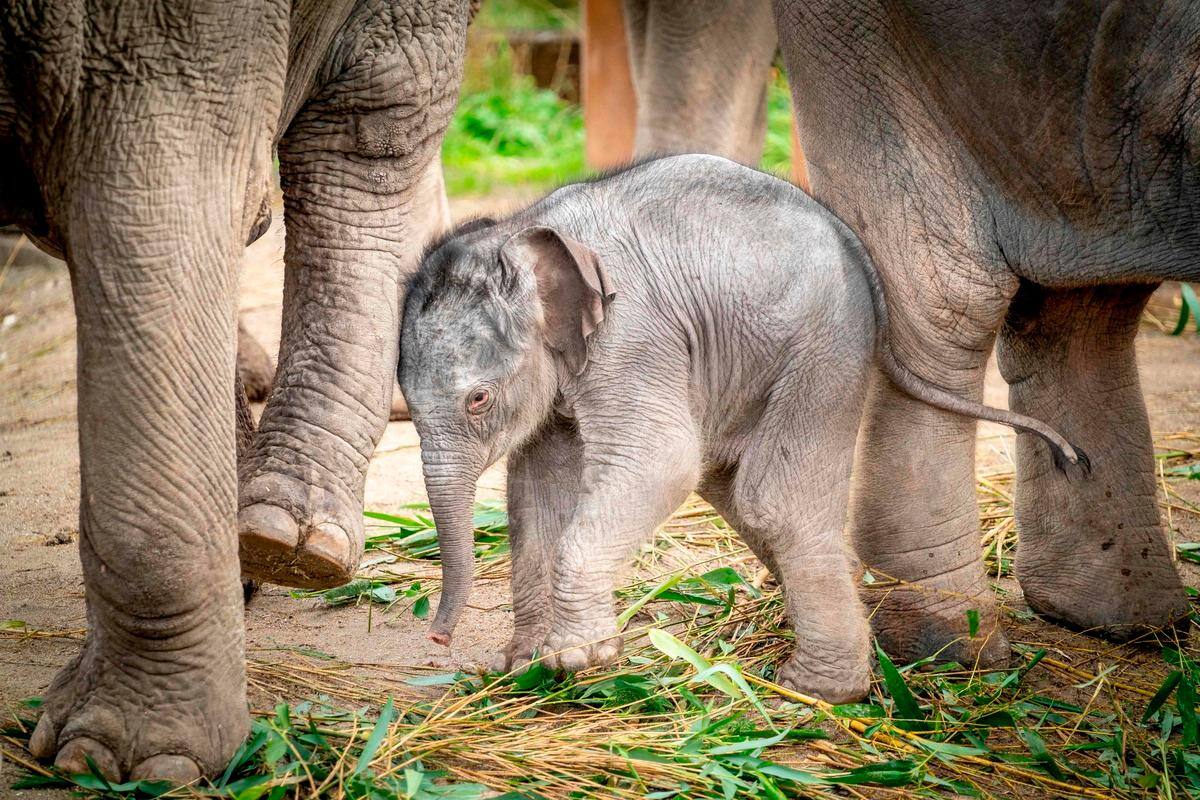 Rejeté par son troupeau, un éléphanteau meurt dans un zoo en Suède ...