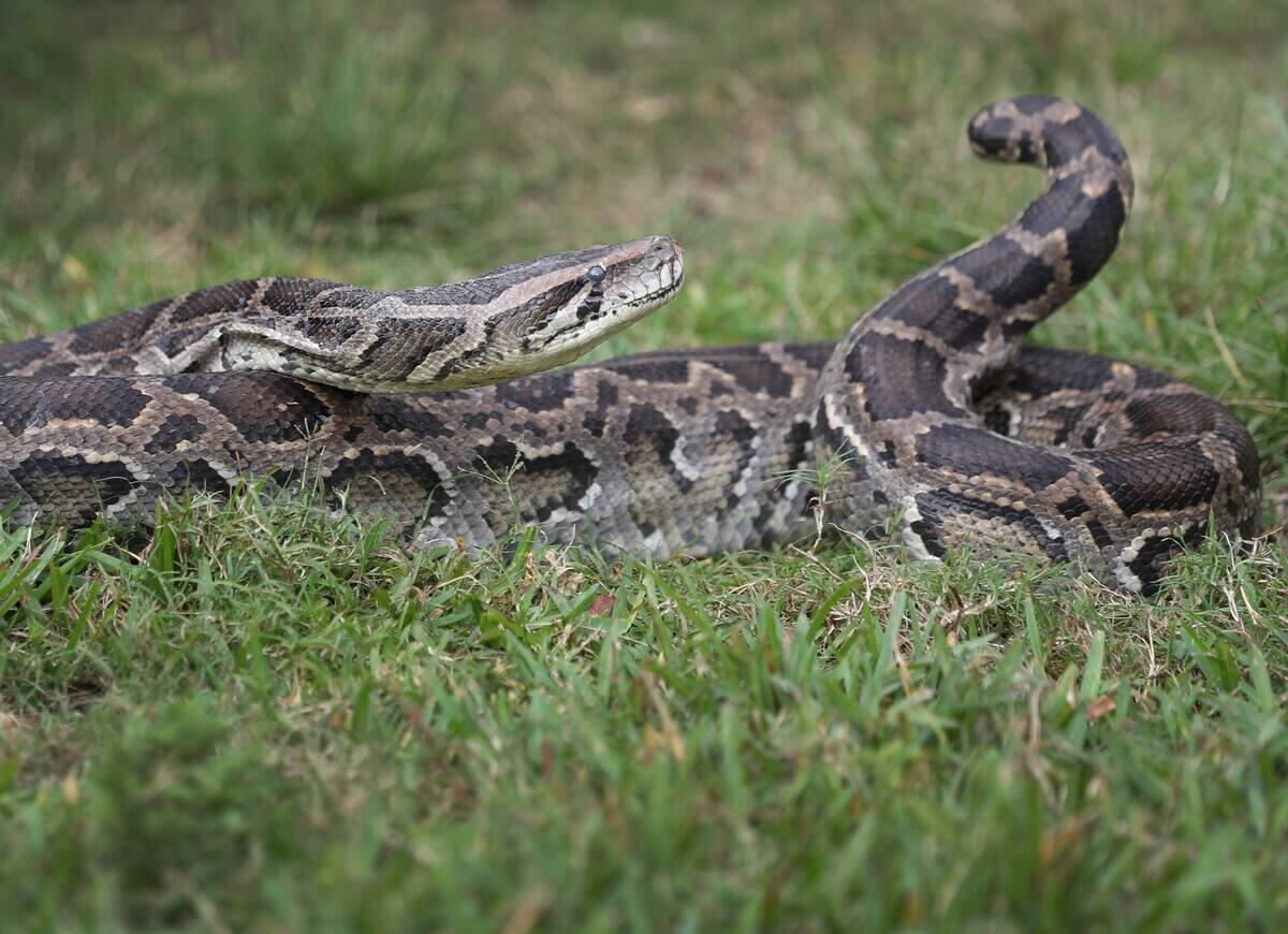 Récompense pour retrouver un python en liberté | TVA Nouvelles