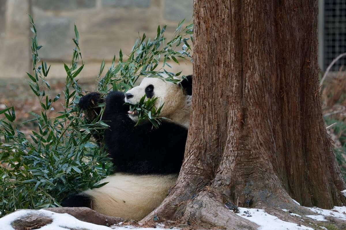 EN IMAGES | Comme Trump, les pandas sont de retour à Washington | JDQ