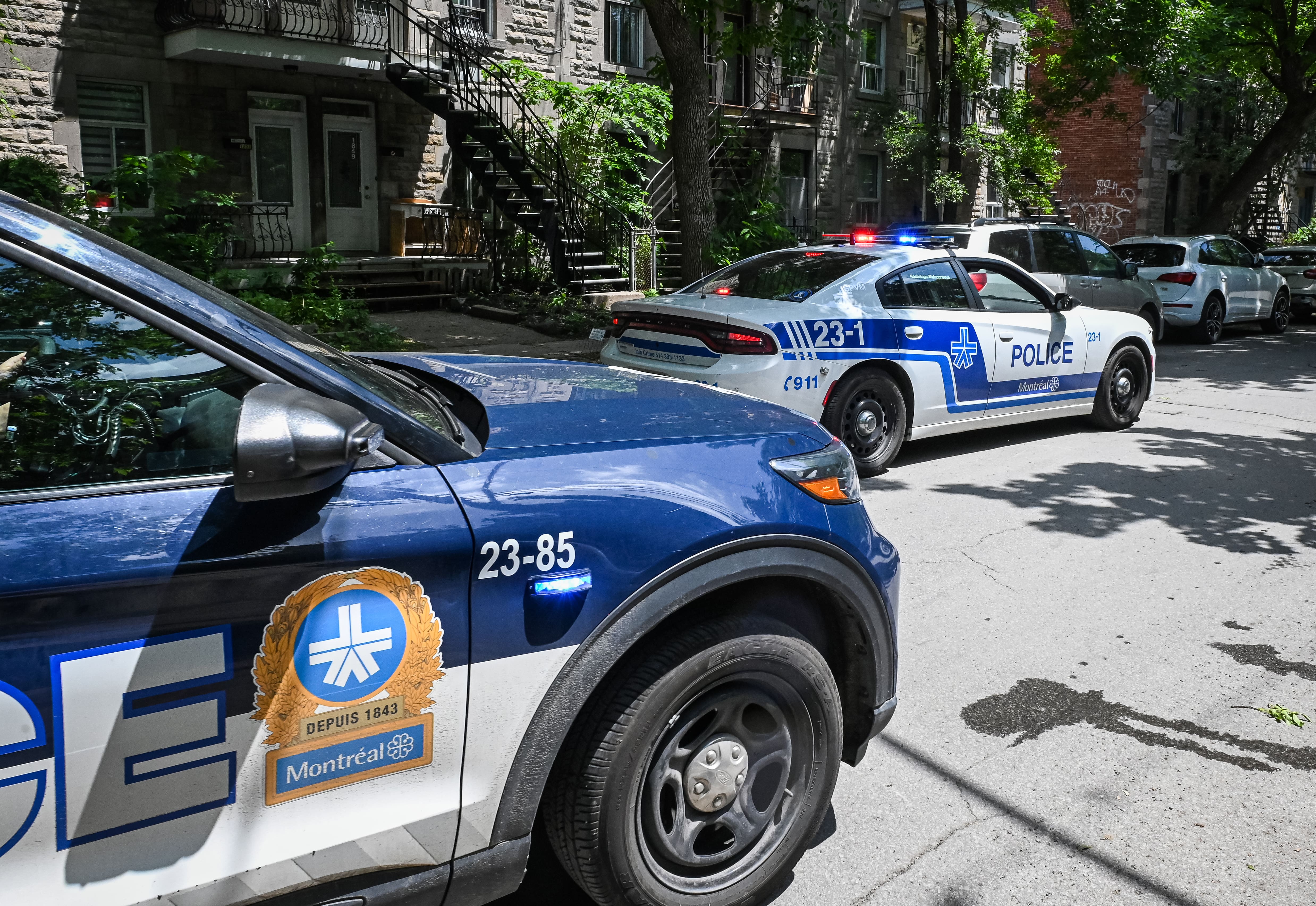 Attaque de chien à Montréal: un berger allemand lui arrache un morceau ...