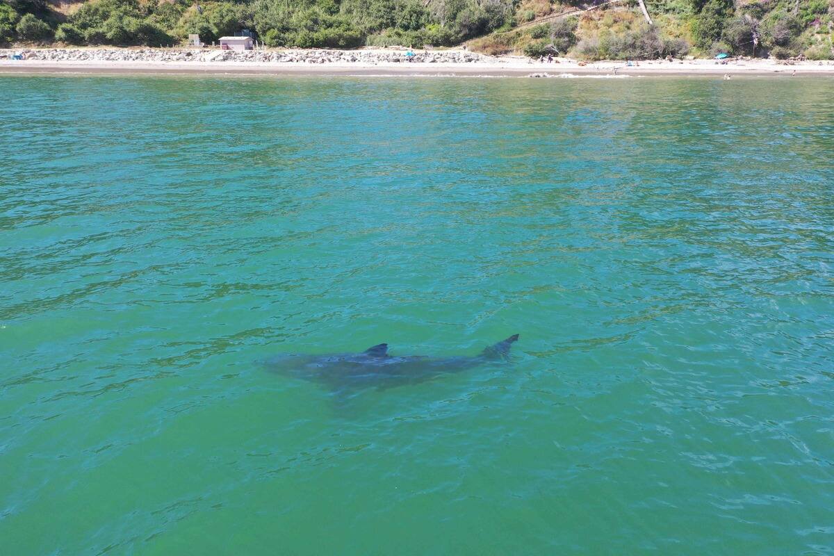 Les requins blanc s'aventurent de plus en plus près des plages en ...