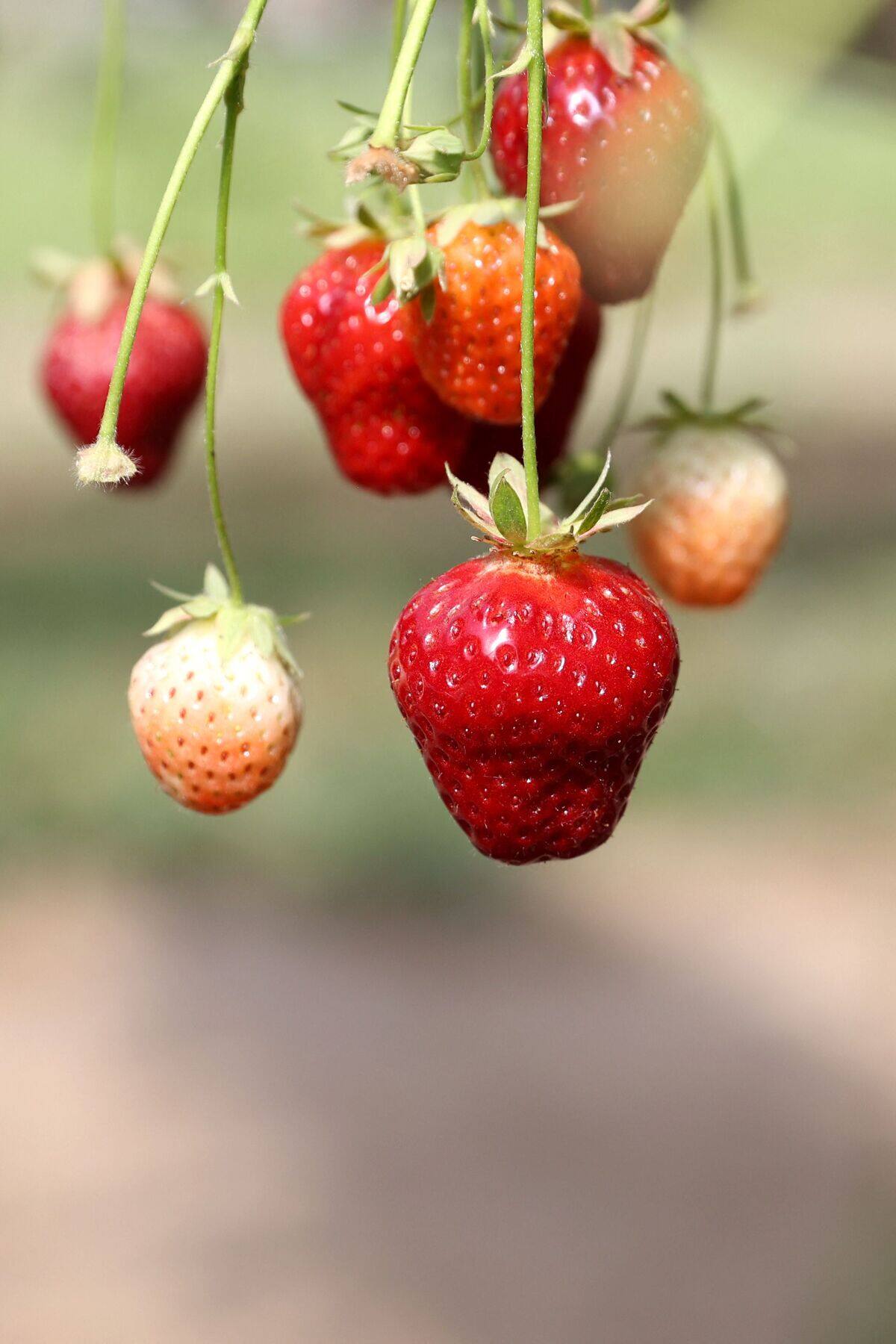 Serres Savoura Danville: des fraises du Québec même l'hiver | JDM