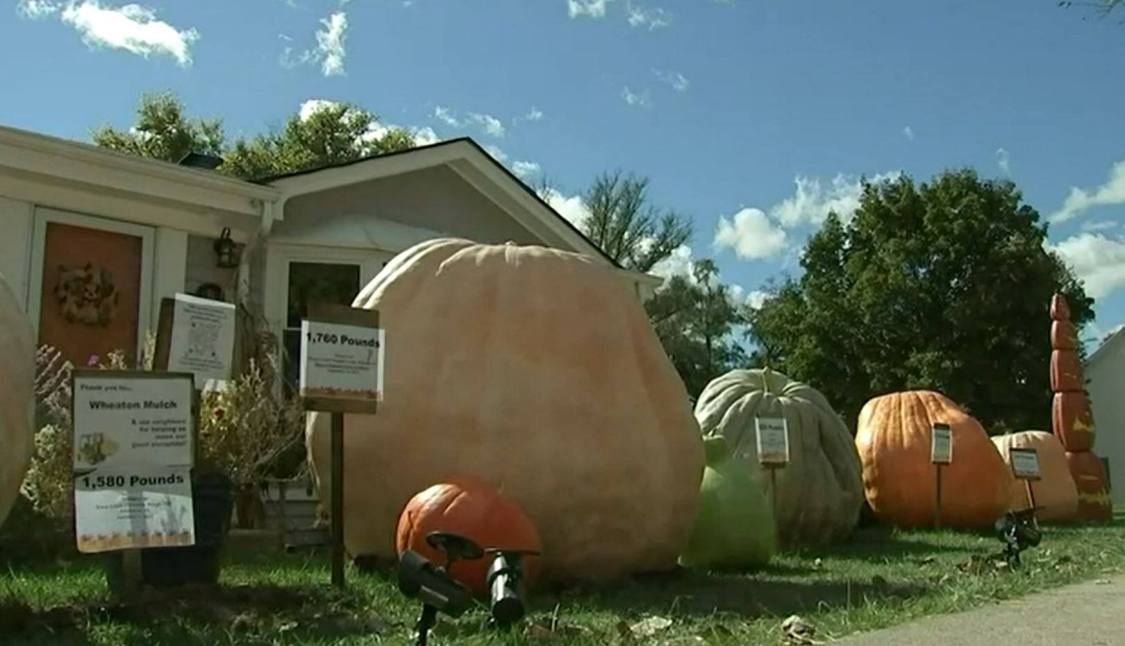 Une grosse citrouille de 1700 livres | TVA Nouvelles