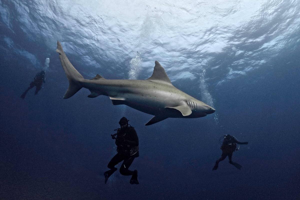 Menacées d'extinction: déclin des populations de requins et de raies | JDM