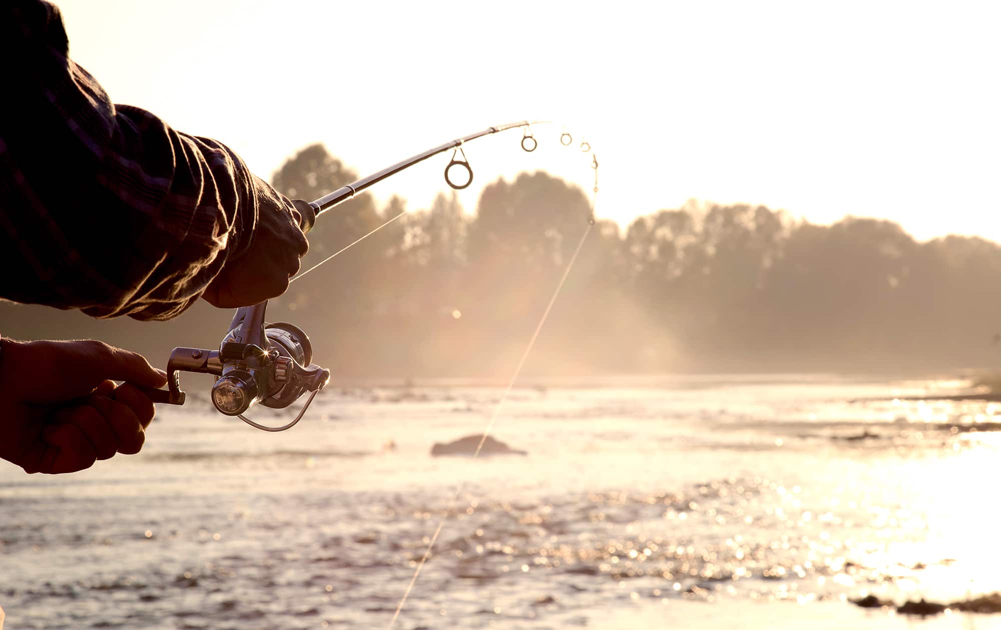 Le moratoire sur la perchaude dans le lac Saint-Pierre reconduit | JDM