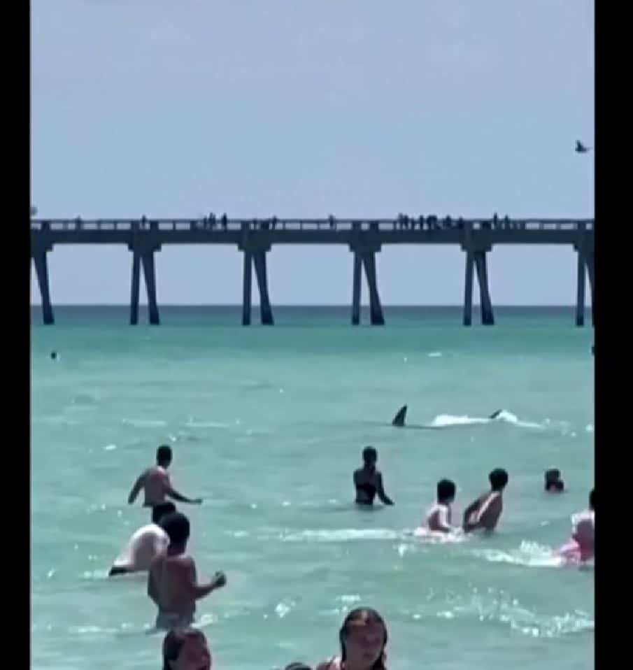 Close Encounter with Shark at Navarre Beach: Stunning Video Footage ...