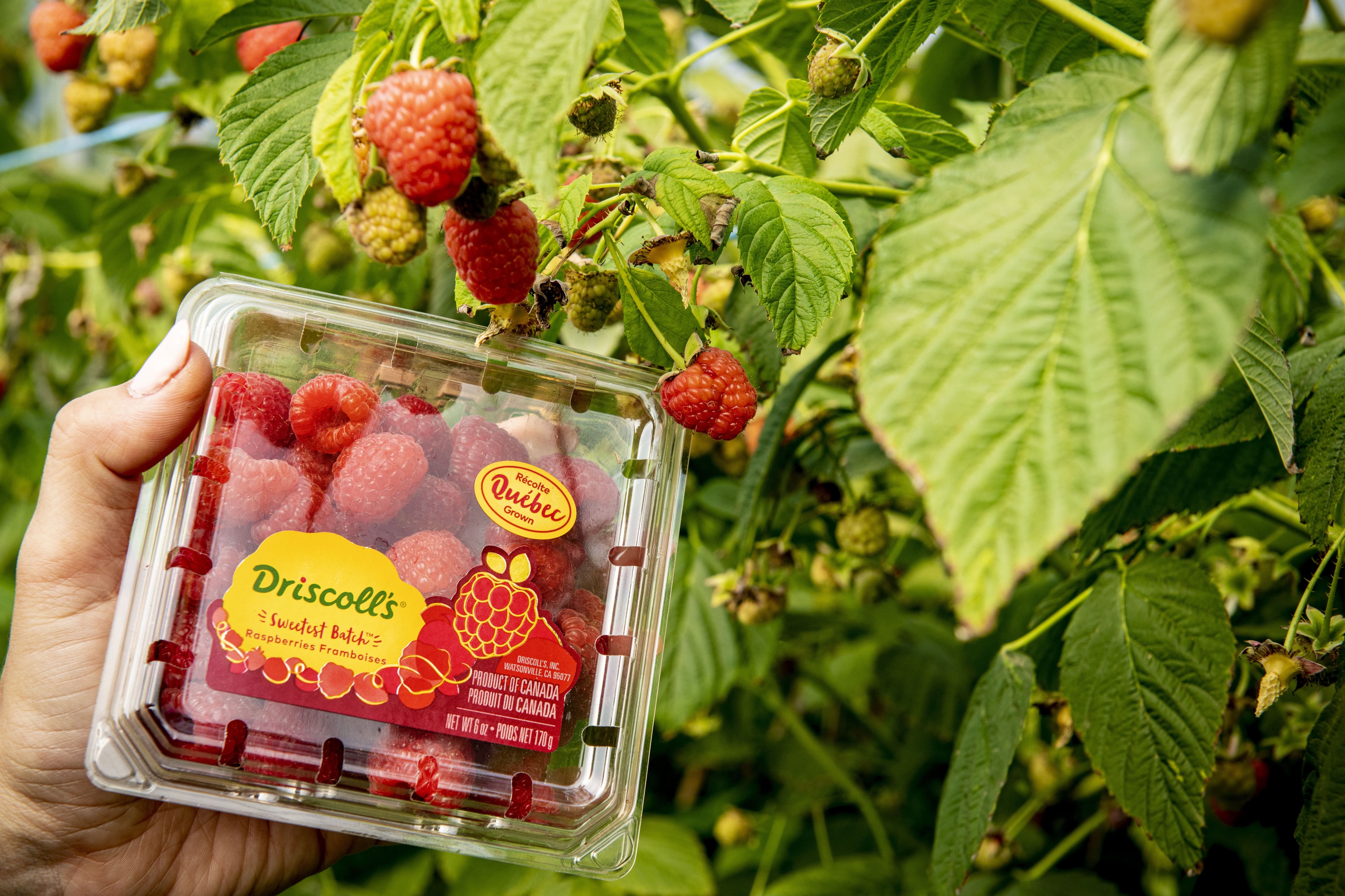 Le géant Driscoll’s débarque: des framboises américaines cultivées ...