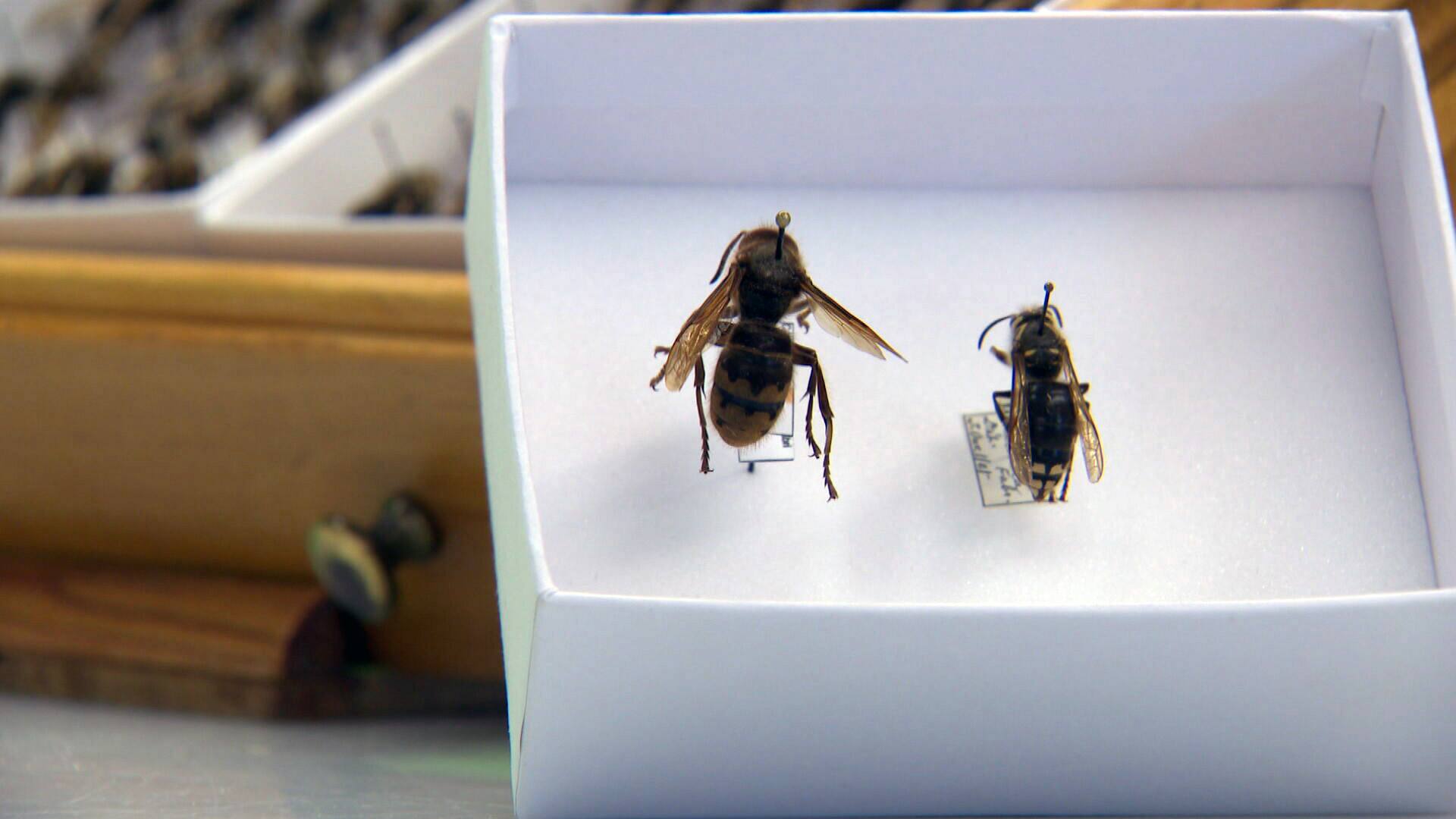 Voici 6 choses à savoir sur les frelons européens géants | JDM