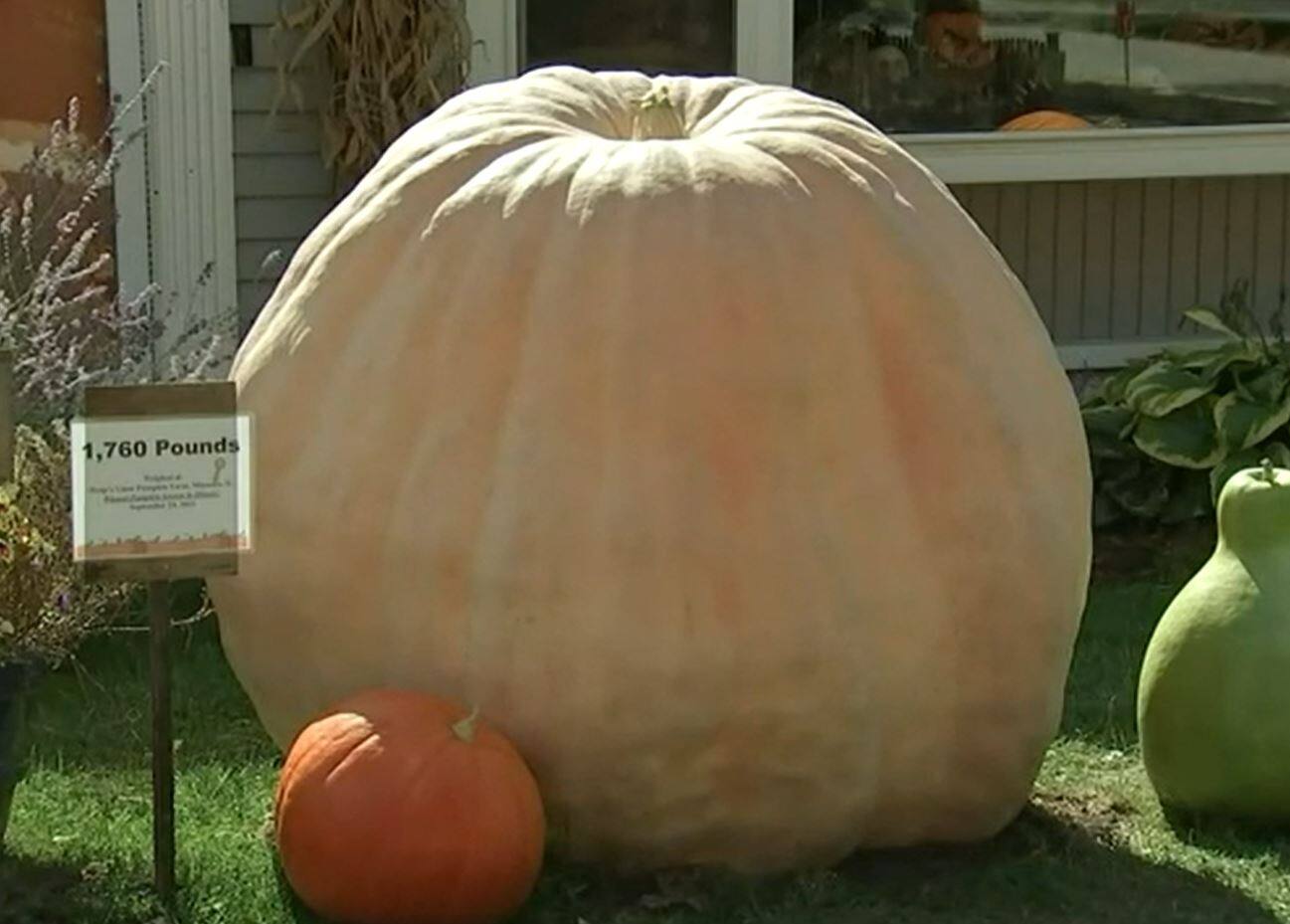 Une grosse citrouille de 1700 livres | TVA Nouvelles