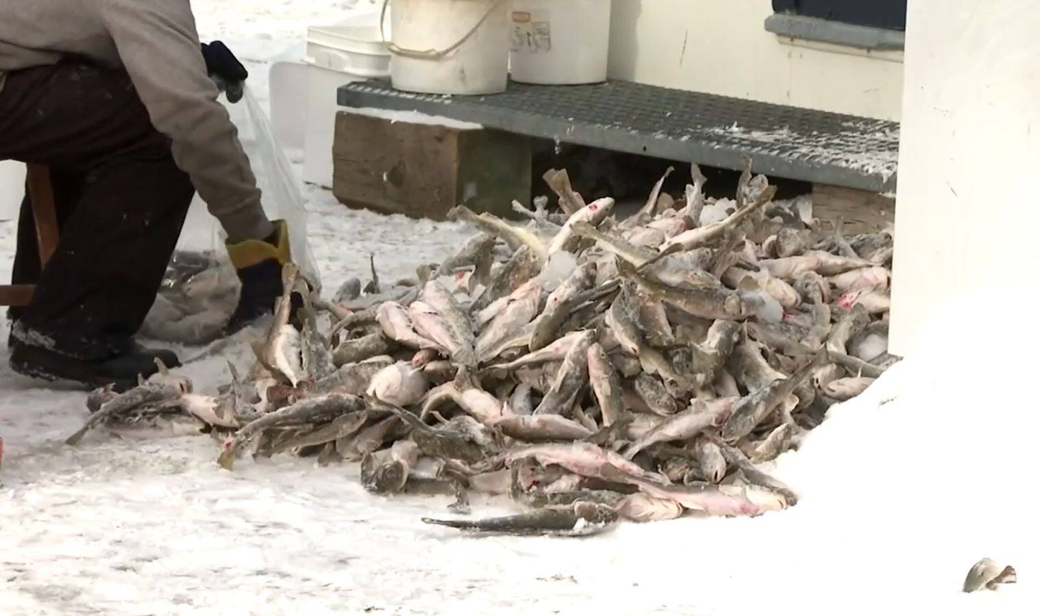 Plus de poulamons, mais moins de pêcheurs à Sainte-Anne-de-la-Pérade | JDM