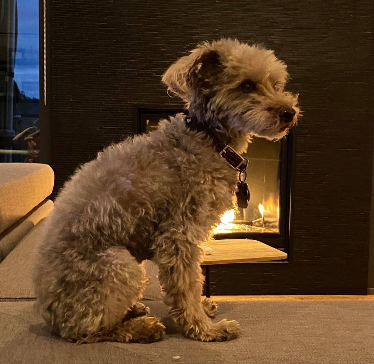 Guy A. Lepage dit adieu à son chien avec un message touchant sur ...