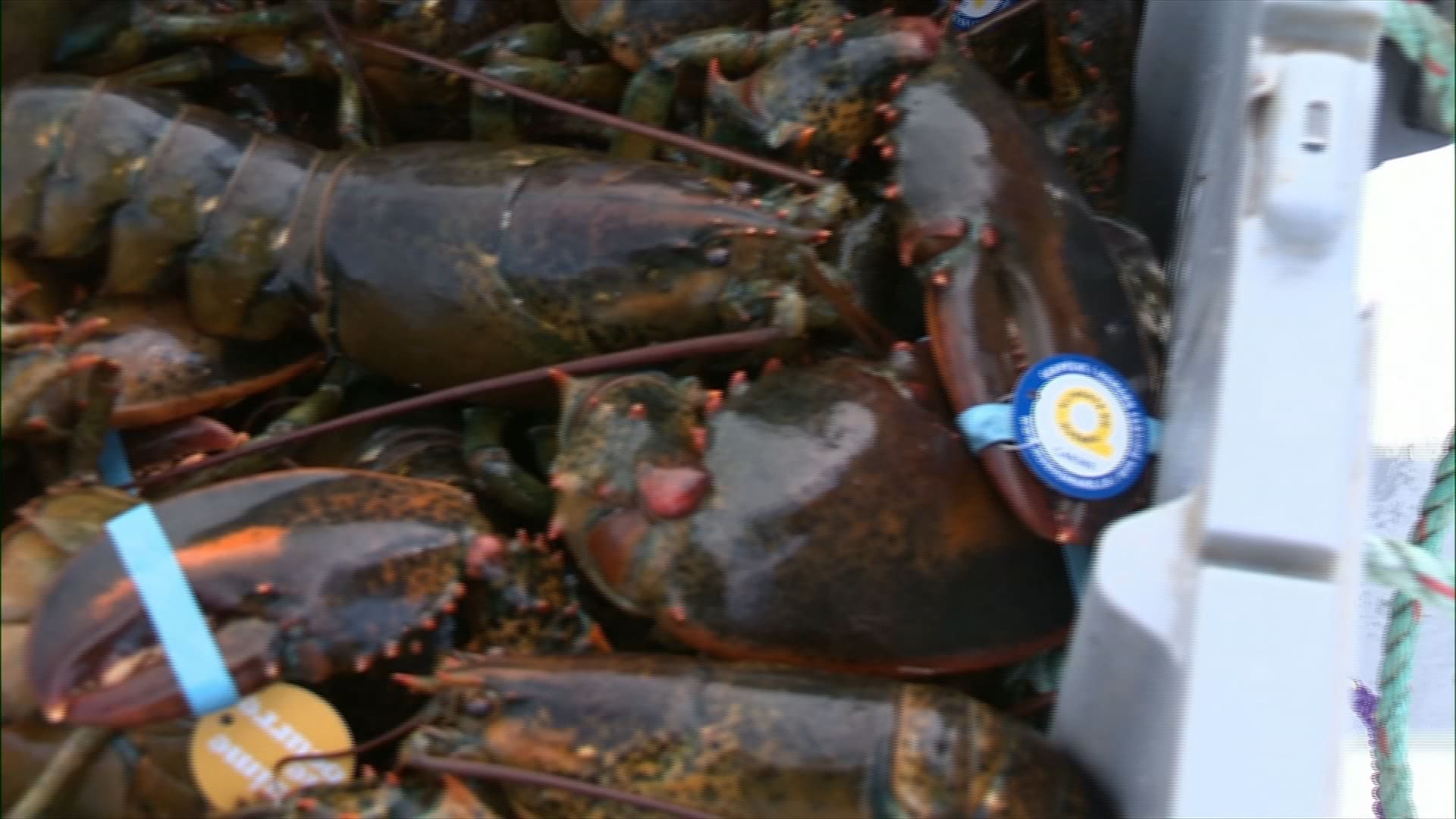 La pêche au homard est lancée en Gaspésie! | TVA Nouvelles