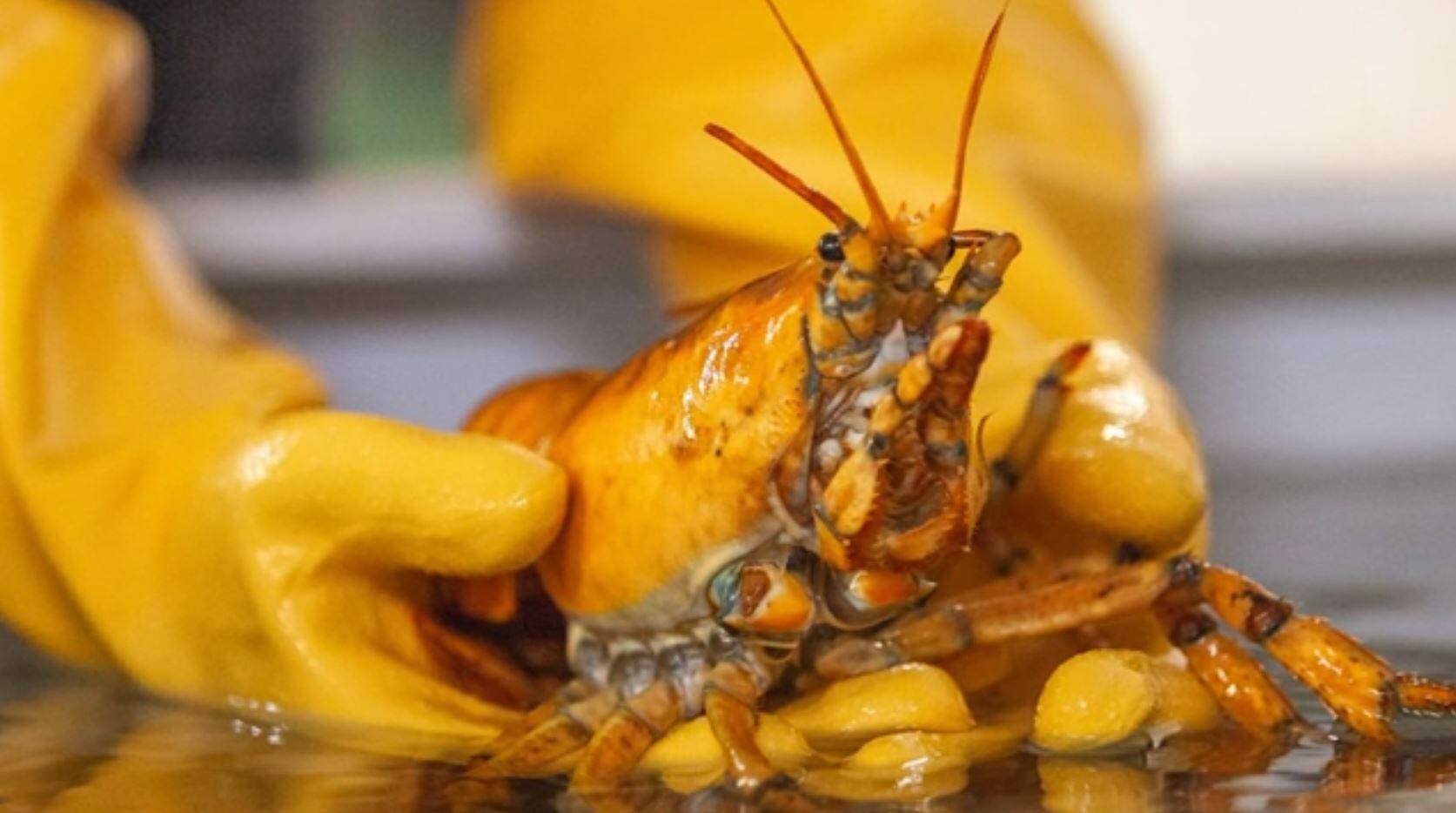 Un rare homard jaune pêché sur la côte est américaine | TVA Nouvelles