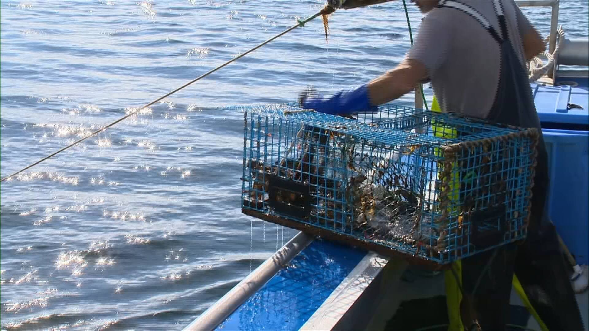 La pêche au homard est lancée en Gaspésie! | TVA Nouvelles