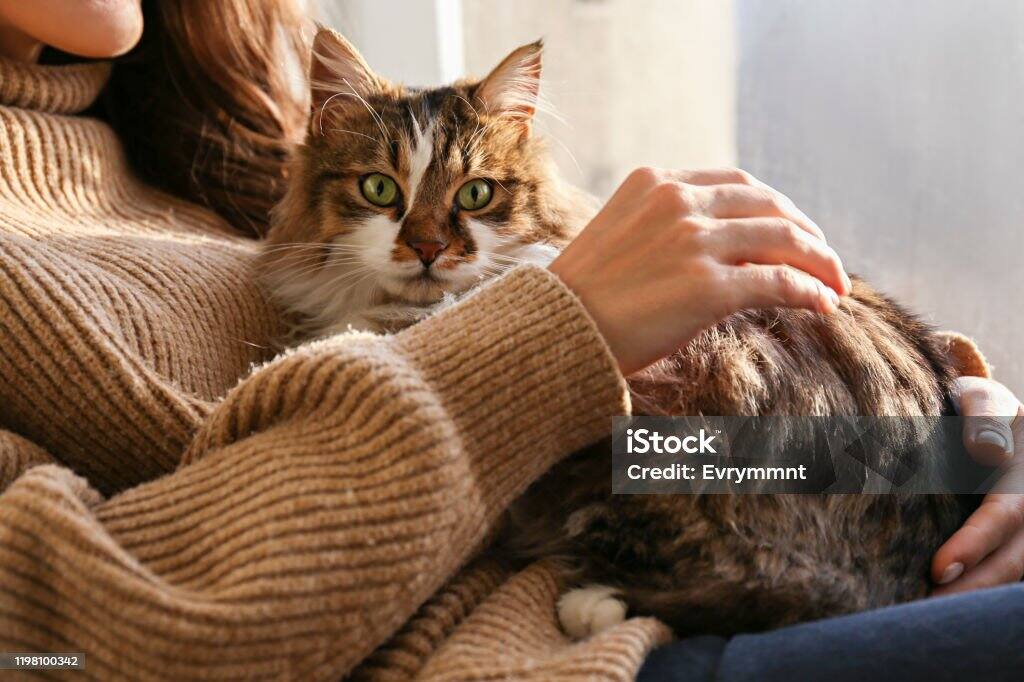 6 astuces pour assurer la santé globale de votre chat | Salut Bonjour
