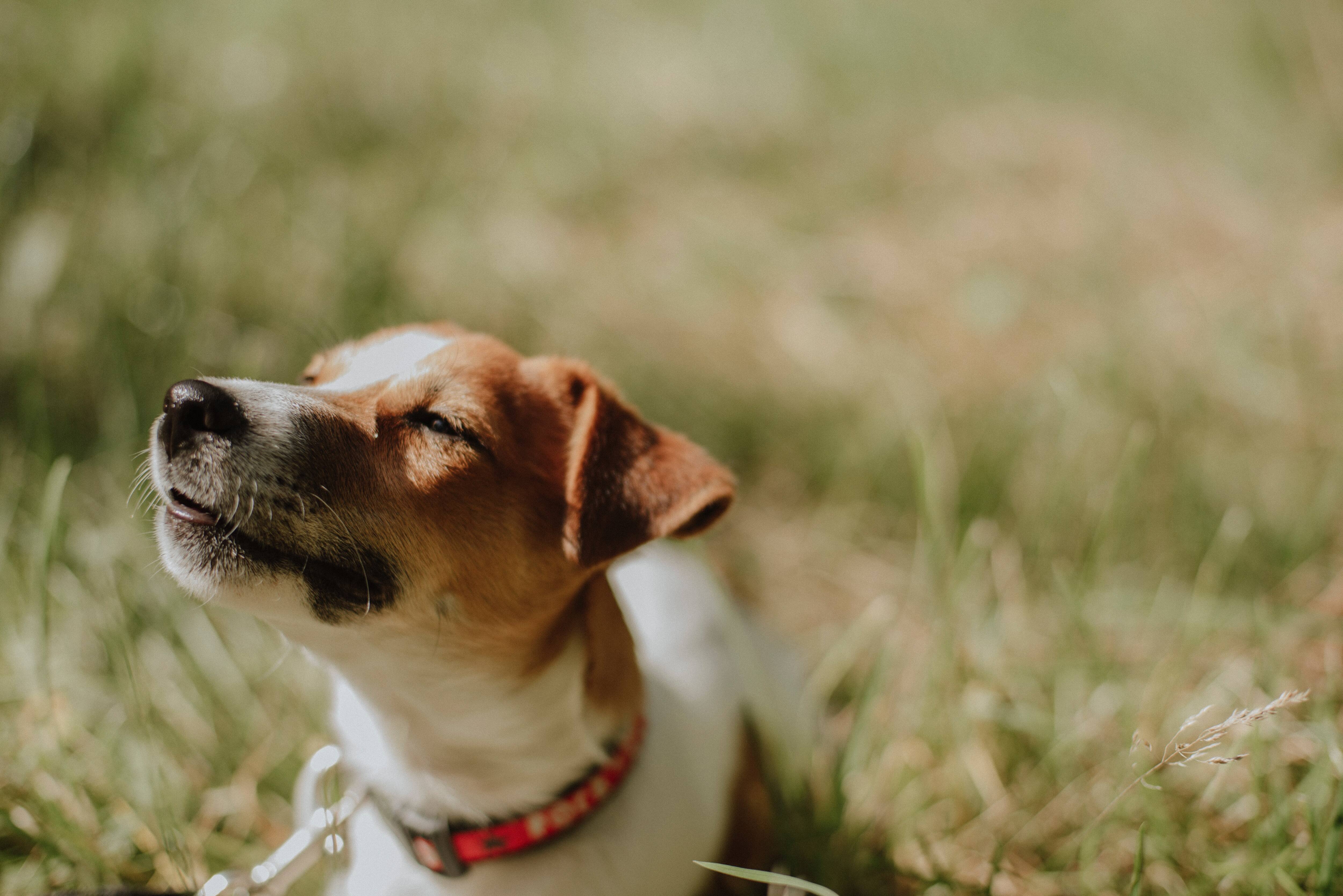 TOP : 10 races de petits chiens gentils | Salut Bonjour
