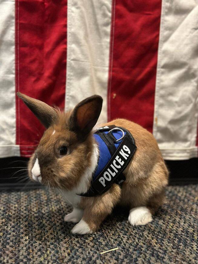 Un lapin nommé «officier de bien-être» dans un commissariat de ...