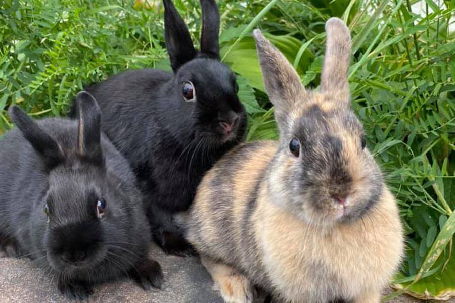 Mes souhaits pour les petits lapins | Le Journal de Québec