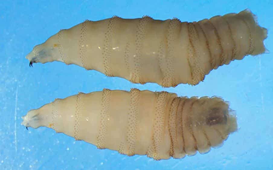 Infestation par parasites mangeurs de chair: un rare cas humain ...