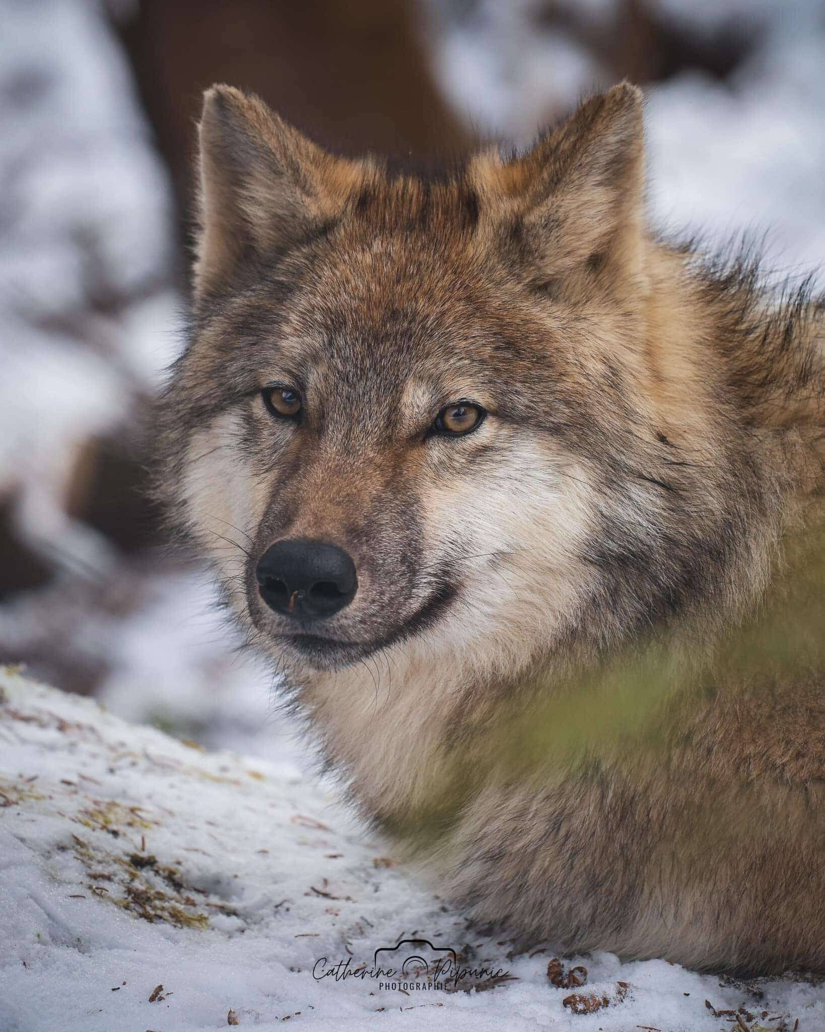 Prêt-à-camper: un nouvel endroit où dormir avec les loups au Québec | JDM