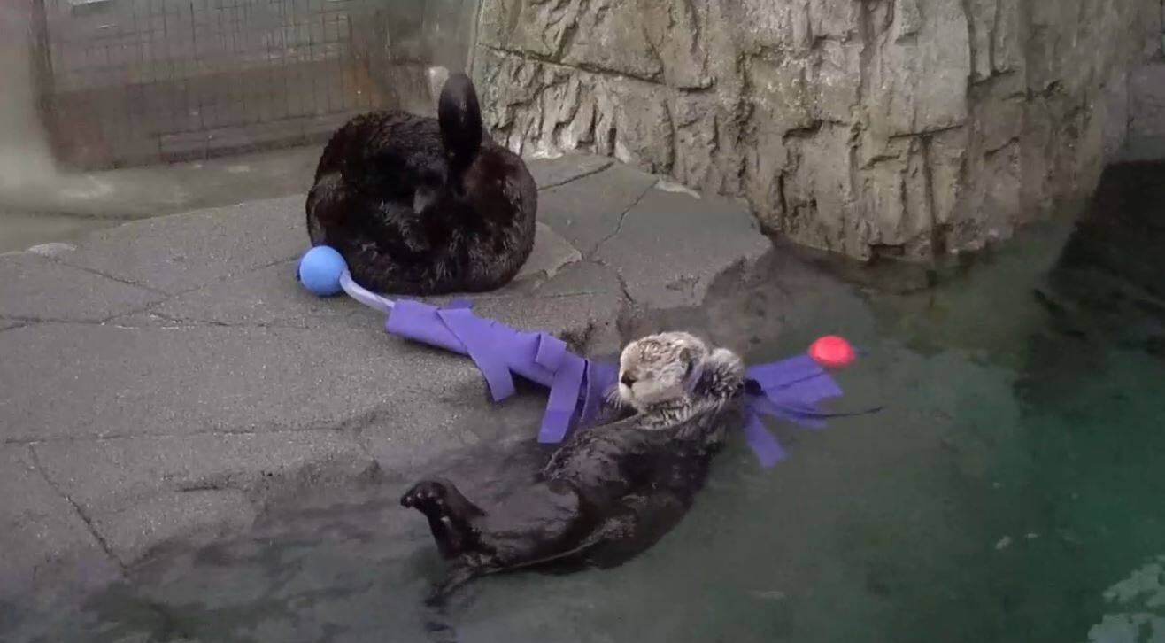 Twitch: la section «Pools, hot tubs & beaches» est dominée par... des ...