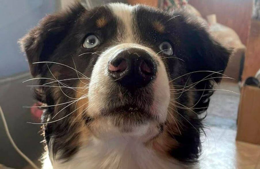 Un chien traverse 240 km sur la glace en Alaska avant de retrouver sa ...