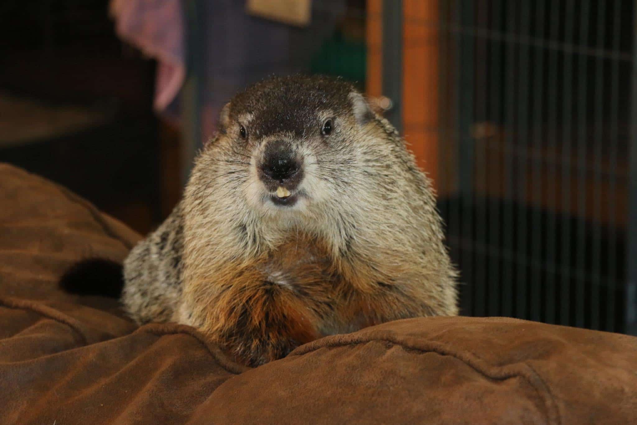 Printemps hâtif: la marmotte du Kentucky meurt le jour de la marmotte | JDQ