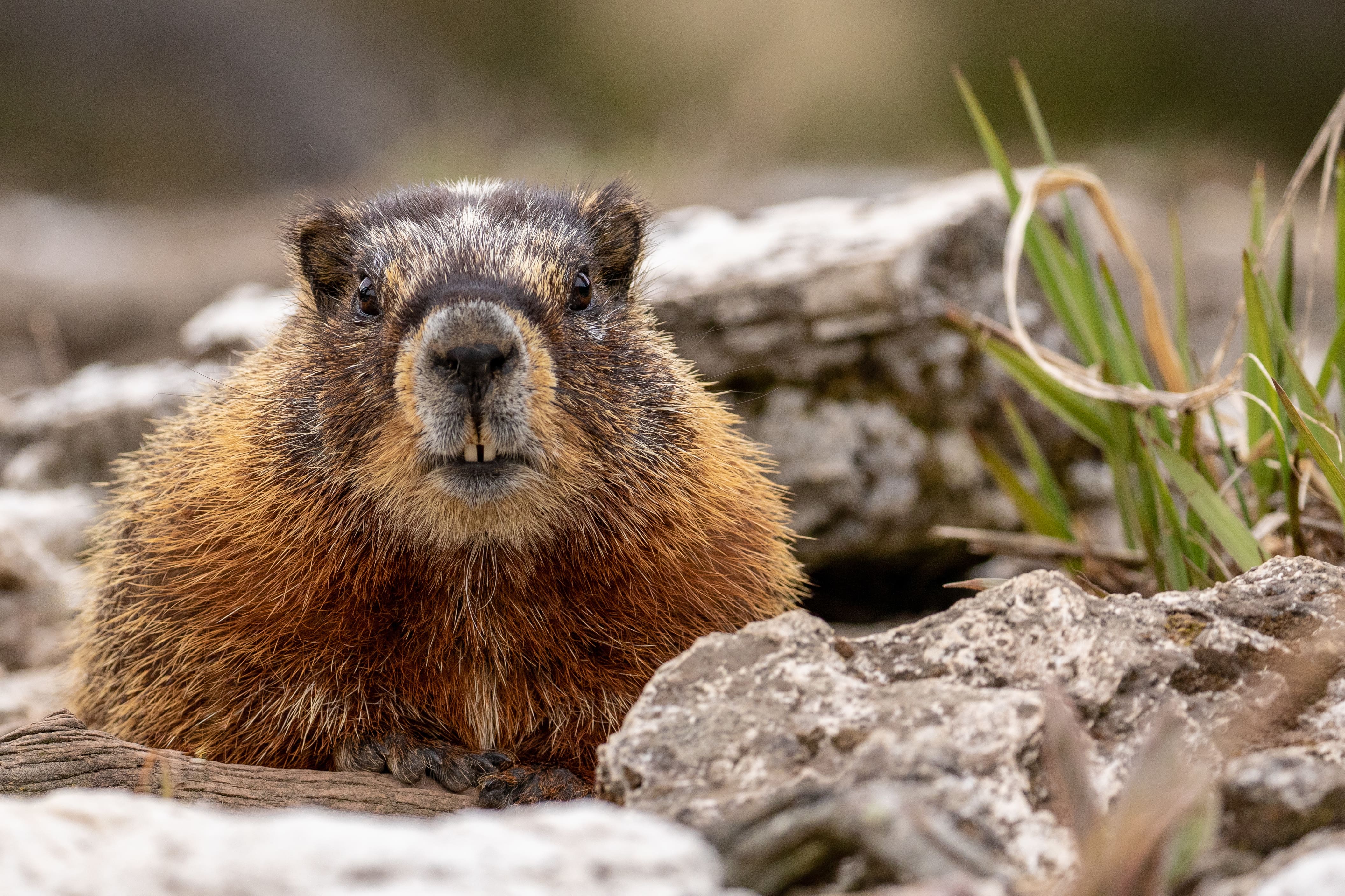 Comment se débarrasser des marmottes: 7 moyens naturels | JDM