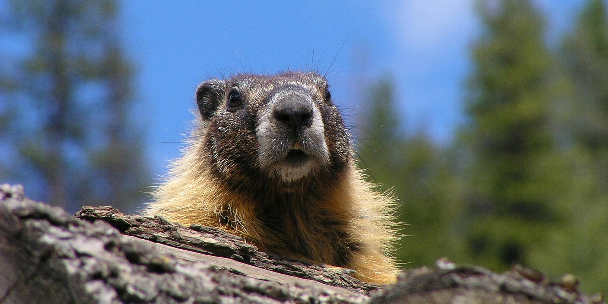 Non vous ne rêvez pas, il y a bien plus de marmottes qu'avant à ...